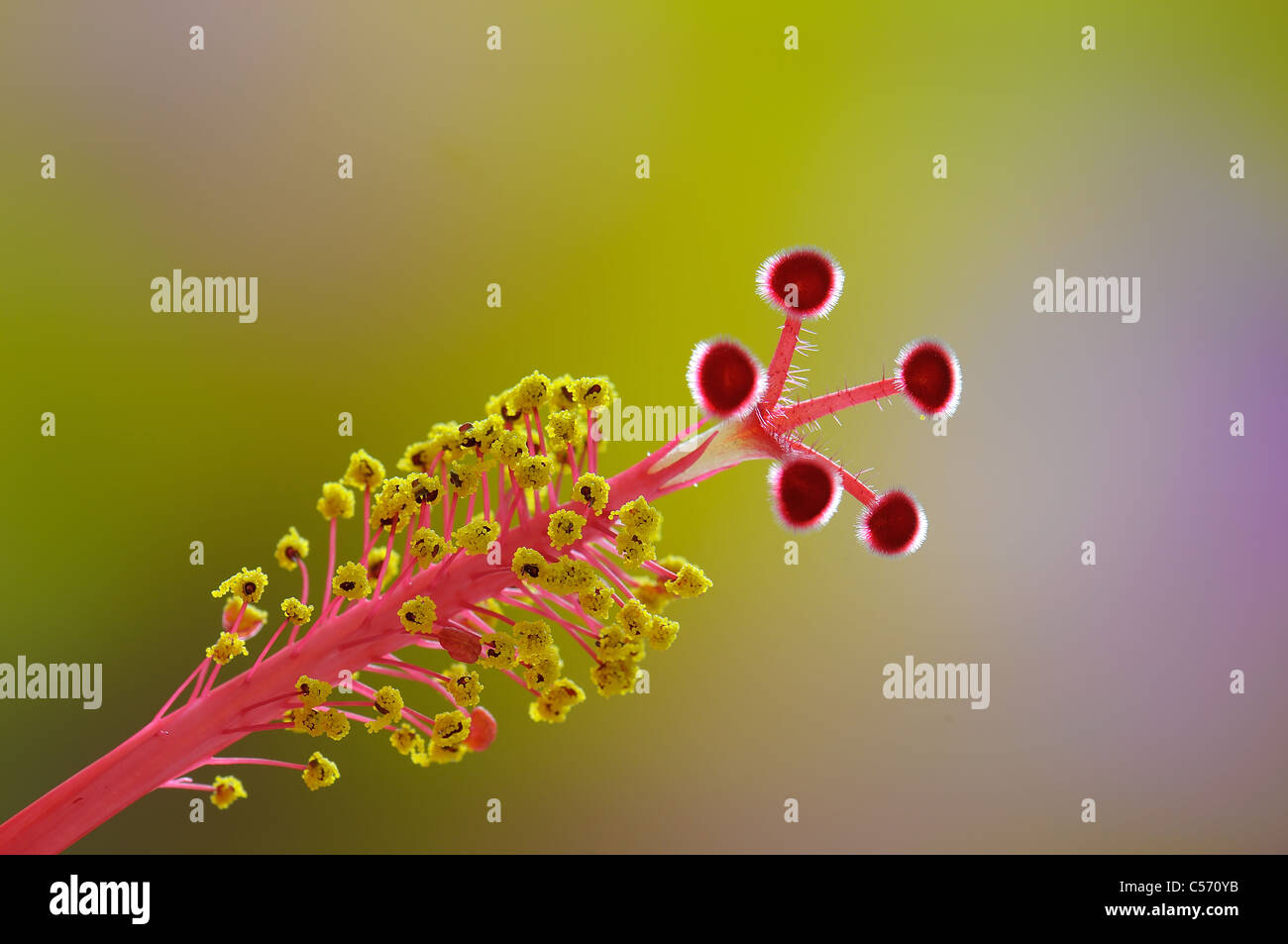 Hibiscus pistil hi-res stock photography and images - Alamy