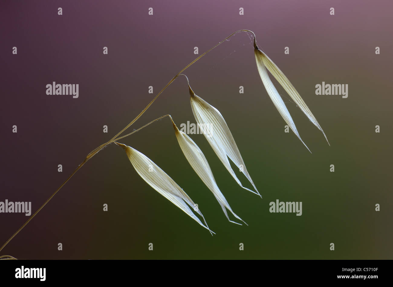 Oat seeds hi-res stock photography and images - Alamy