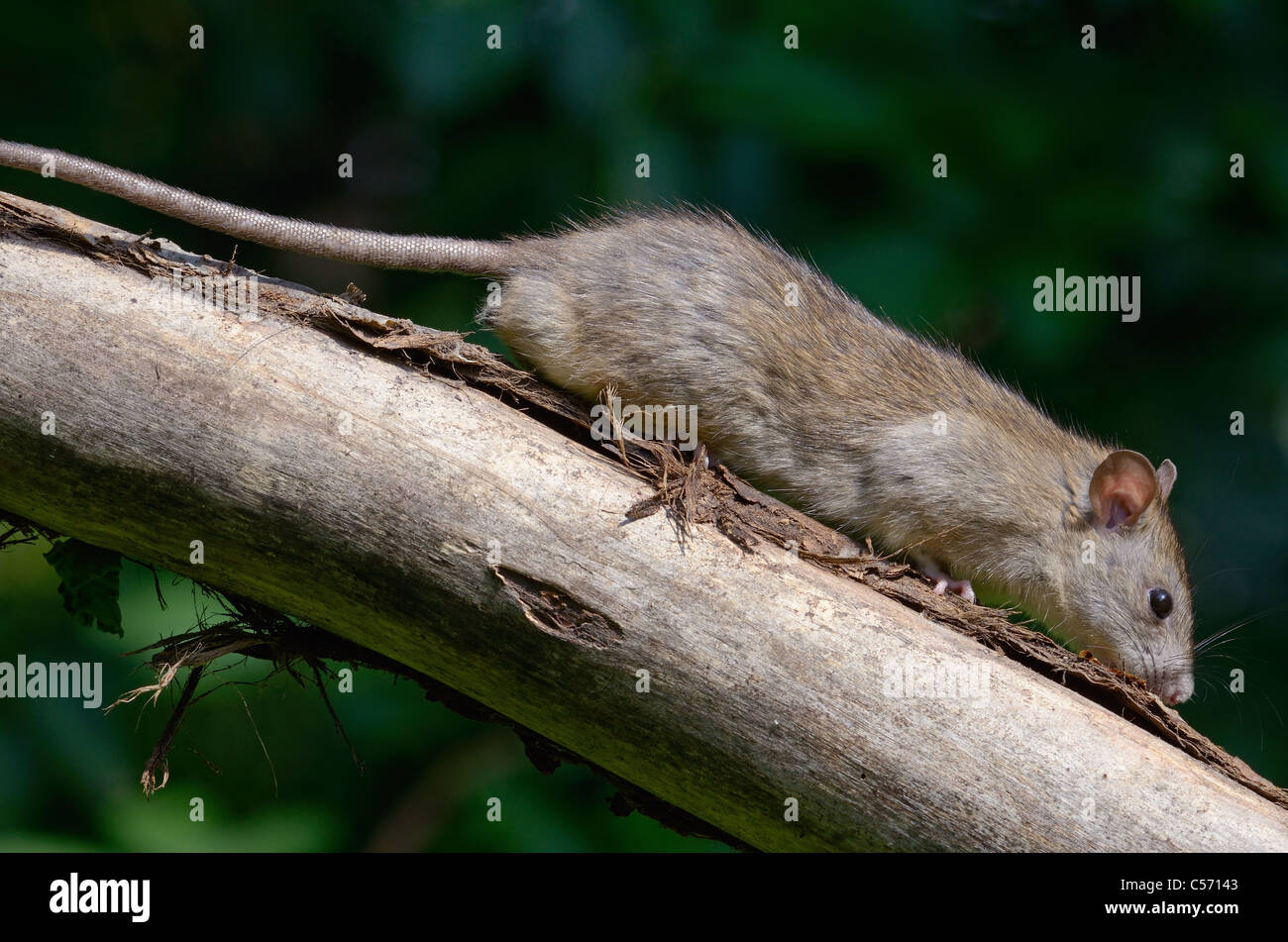 at on tree trunk Stock Photo - Alamy