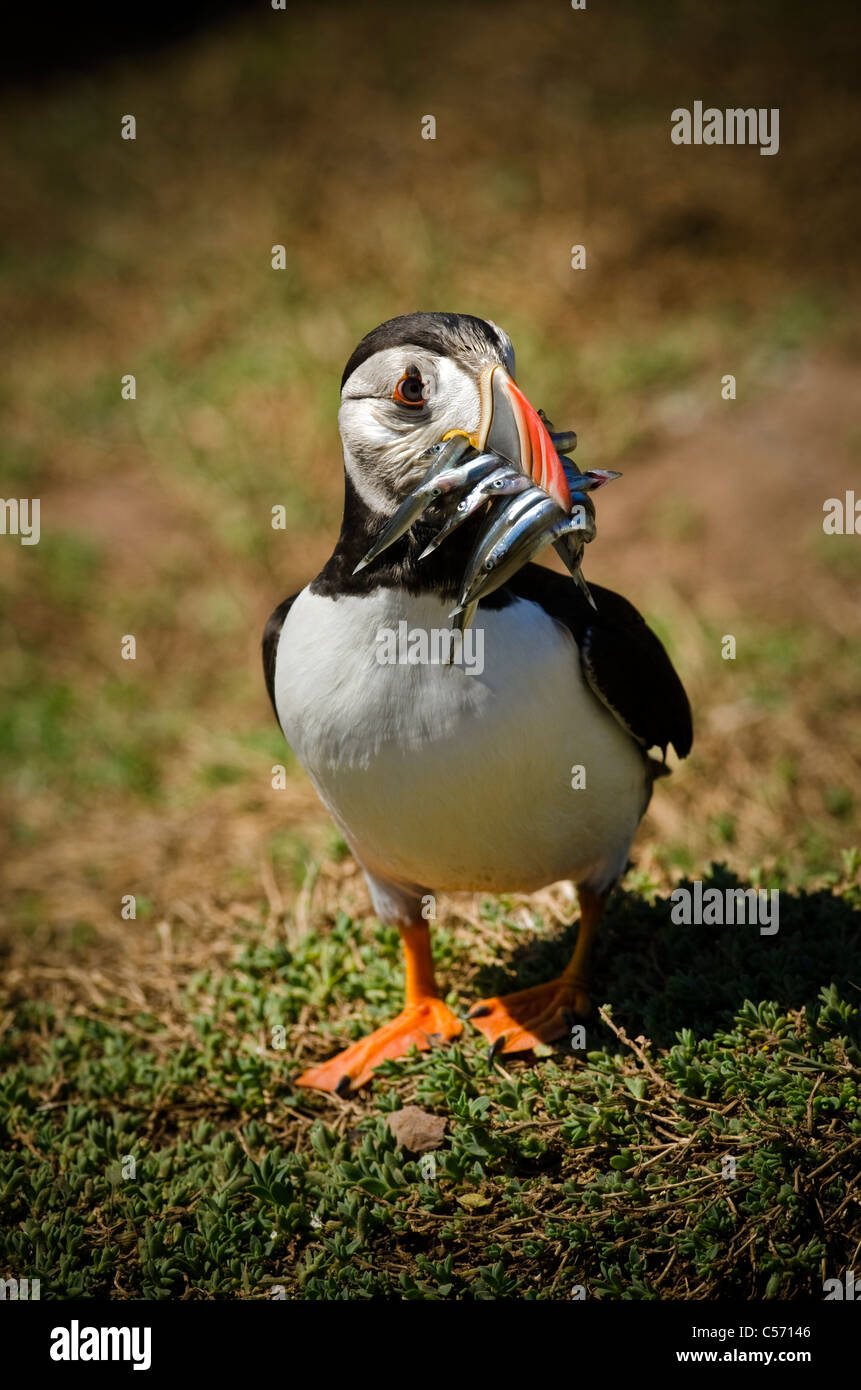 Puffin in breeding colours hi-res stock photography and images - Alamy