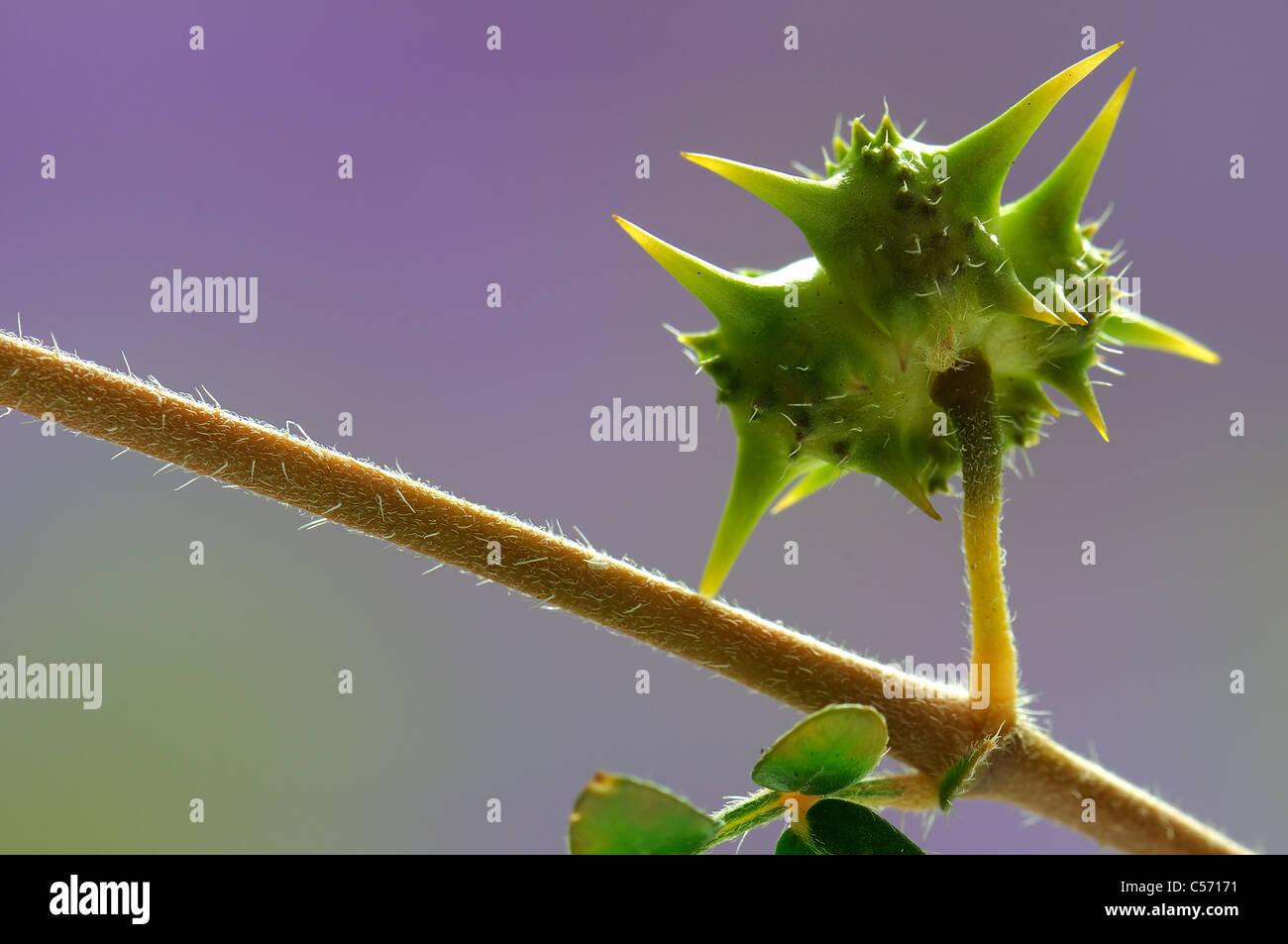 Tribulus terrestris hi-res stock photography and images - Alamy