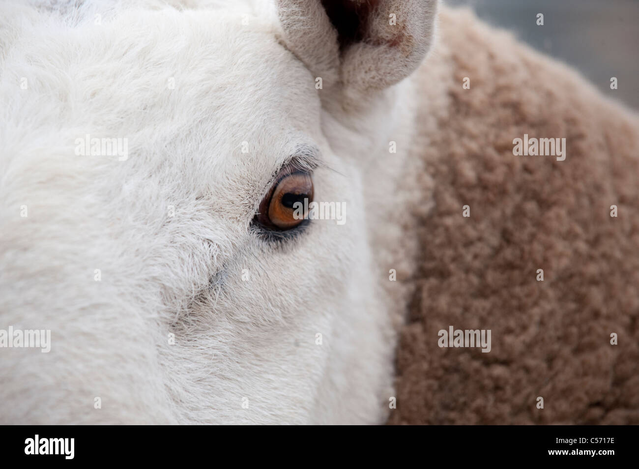 Cheviot hi-res stock photography and images - Alamy