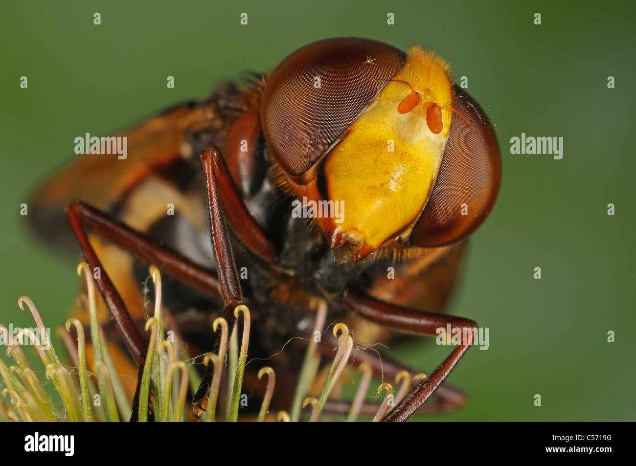 Volucella zonaria hi-res stock photography and images - Alamy