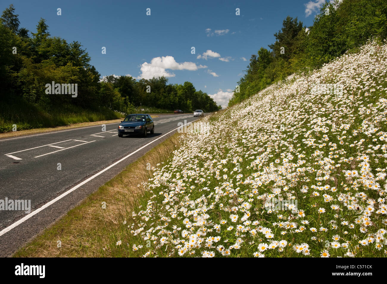 Roadside verge flowers hi-res stock photography and images - Alamy