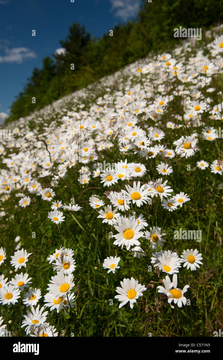 Oxeye Daisies on roadside. Leucanthemum vulgare Stock Photo - Alamy