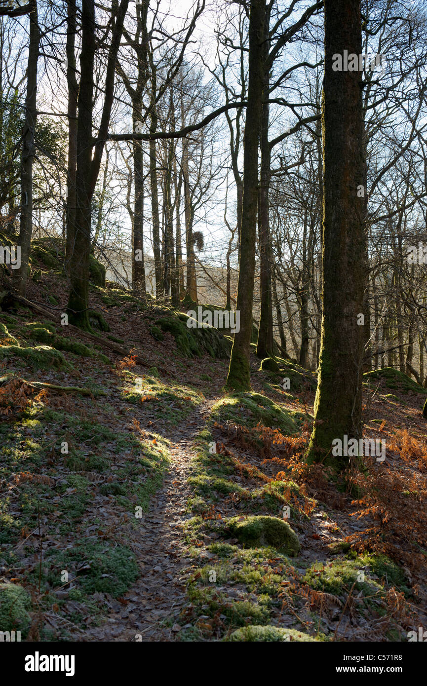 Forest in the Lake District, Cumbria Stock Photo - Alamy