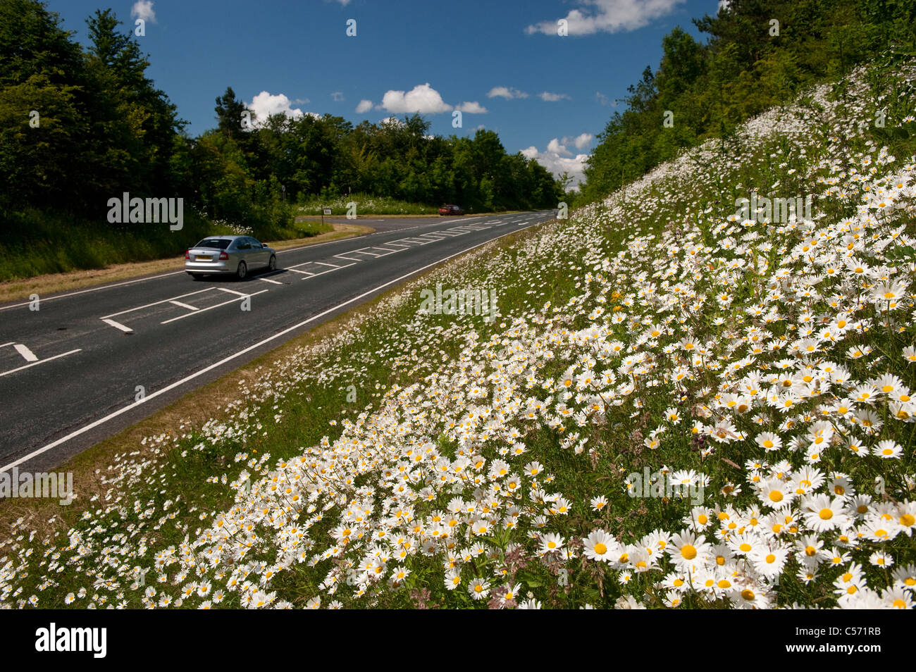 Oxeye Daisies on roadside. Leucanthemum vulgare Stock Photo - Alamy