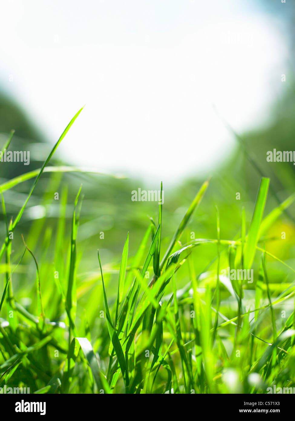 Close up of blades of grass Stock Photo - Alamy