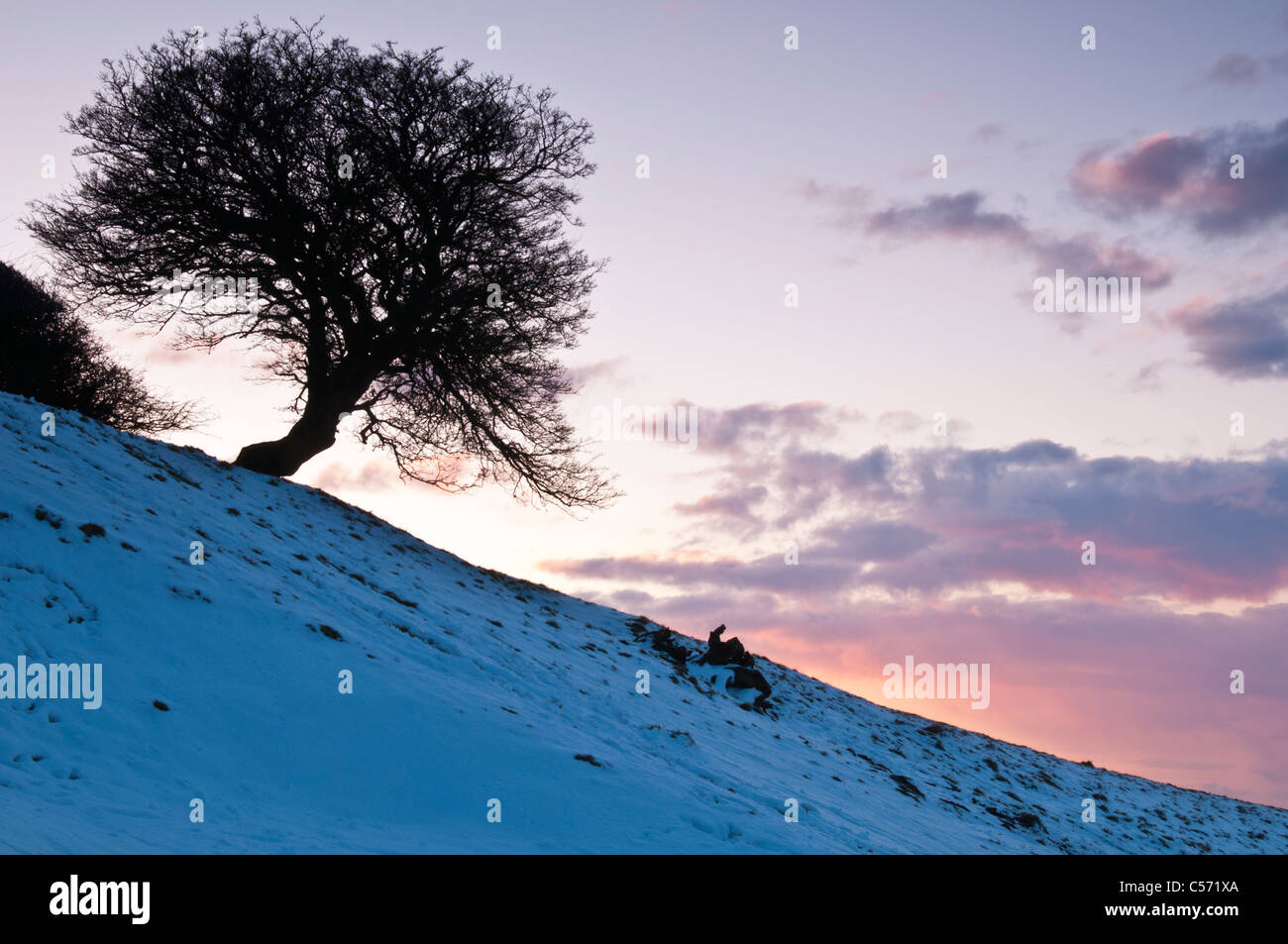 A lone Hawthorn tree silhouetted against a pink sky at sunset on the ...