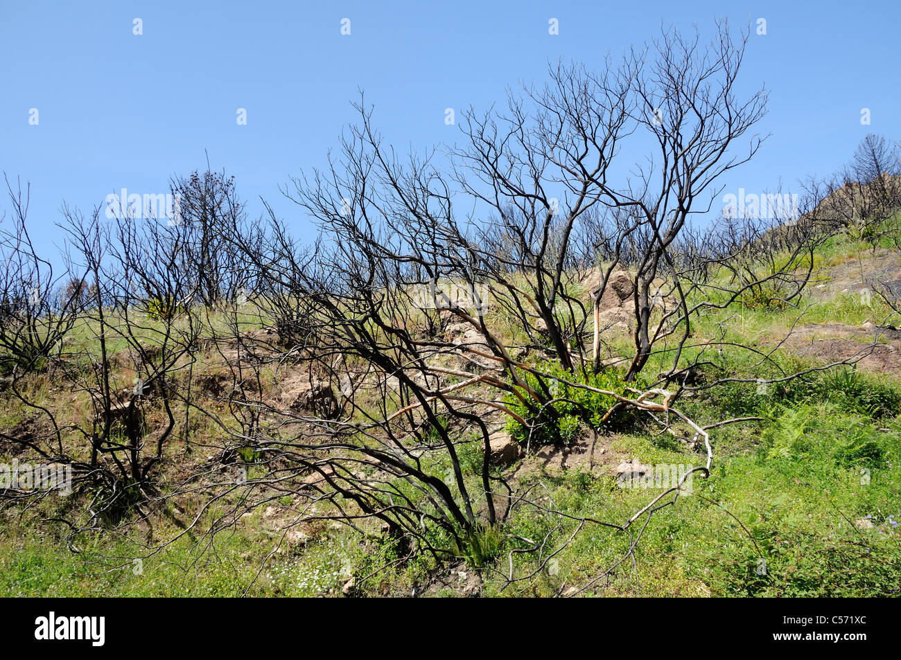 Aftermath of forest fire hi-res stock photography and images - Alamy