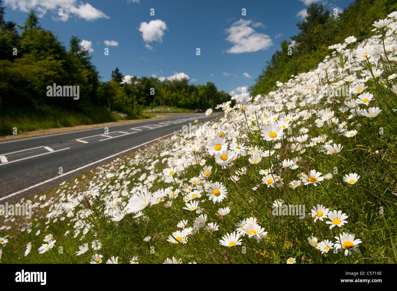 Oxeye Daisies on roadside. Leucanthemum vulgare Stock Photo - Alamy