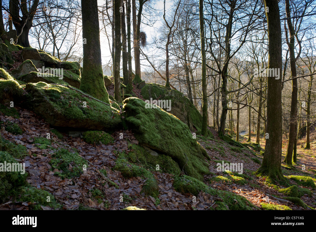 Forest in lake district hi-res stock photography and images - Alamy