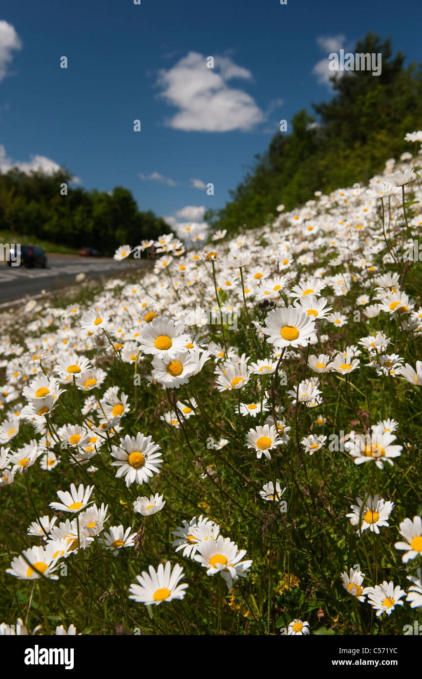 Oxeye Daisies on roadside. Leucanthemum vulgare Stock Photo - Alamy