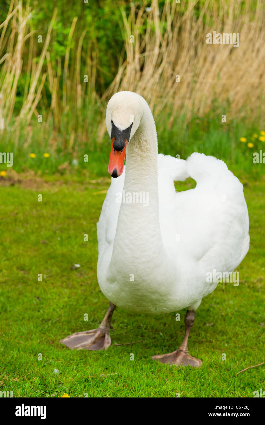 Angry swan hi-res stock photography and images - Alamy