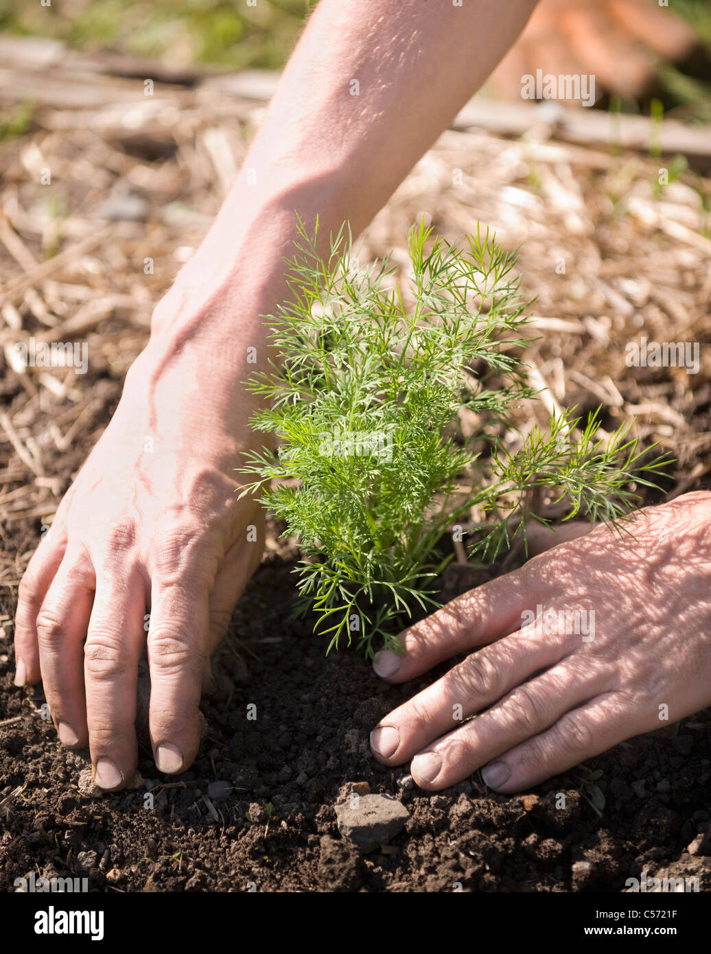 Hands planting tree hi-res stock photography and images - Alamy
