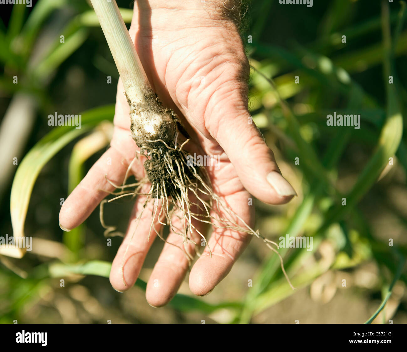 Hand holding plant root Stock Photo - Alamy