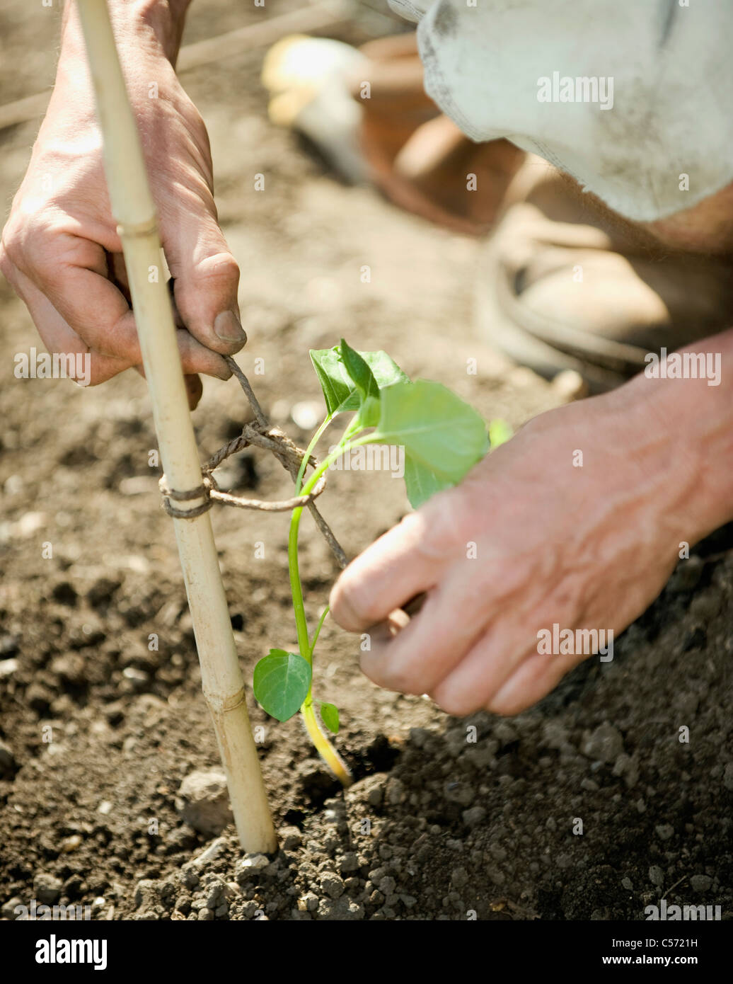 Hands tying plant to wooden pole Stock Photo - Alamy