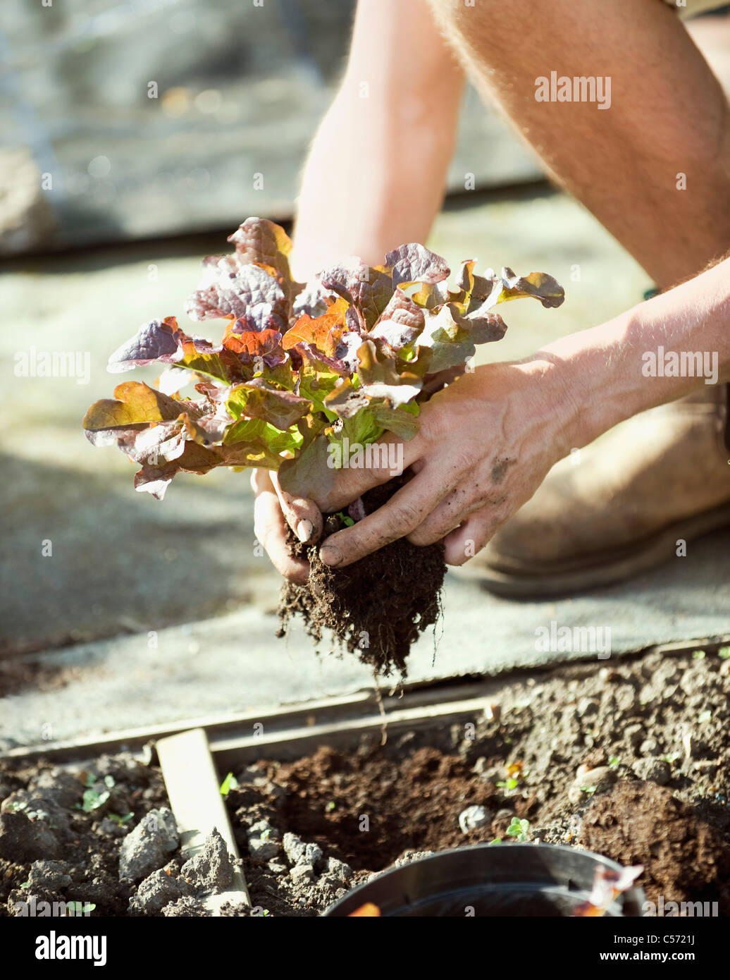 Hands potting leafy plant Stock Photo - Alamy