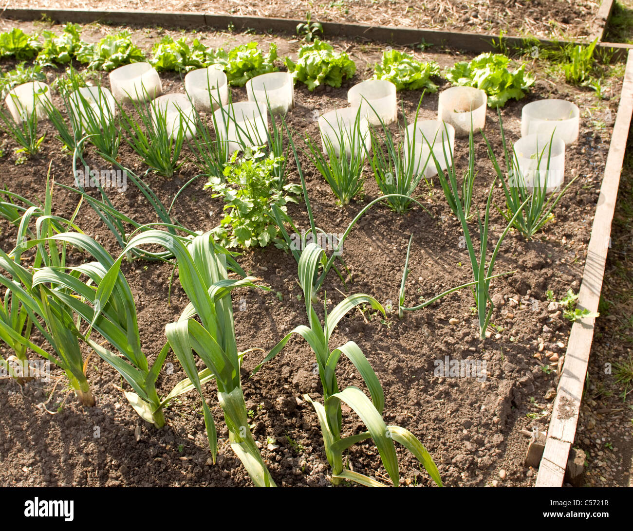 Rows of plants in garden Stock Photo - Alamy