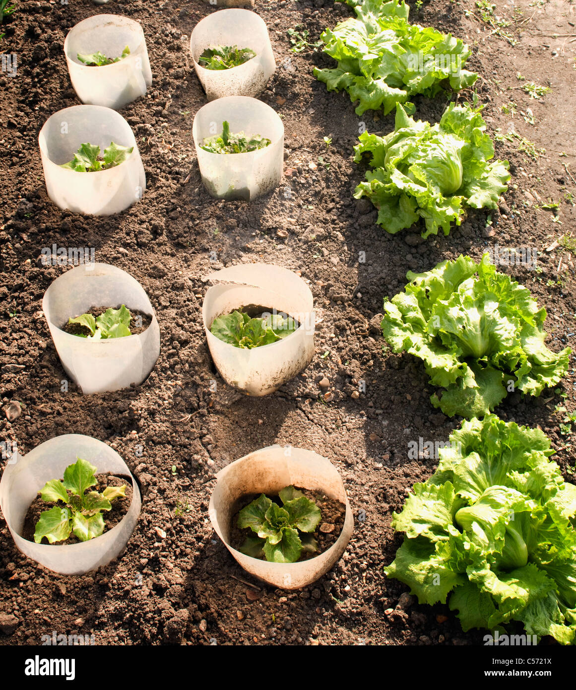 Rows of plants in garden Stock Photo - Alamy