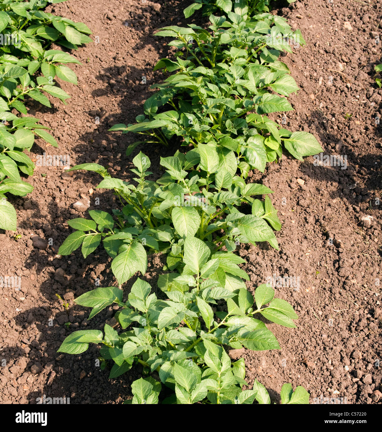 Rows of plants in garden Stock Photo - Alamy