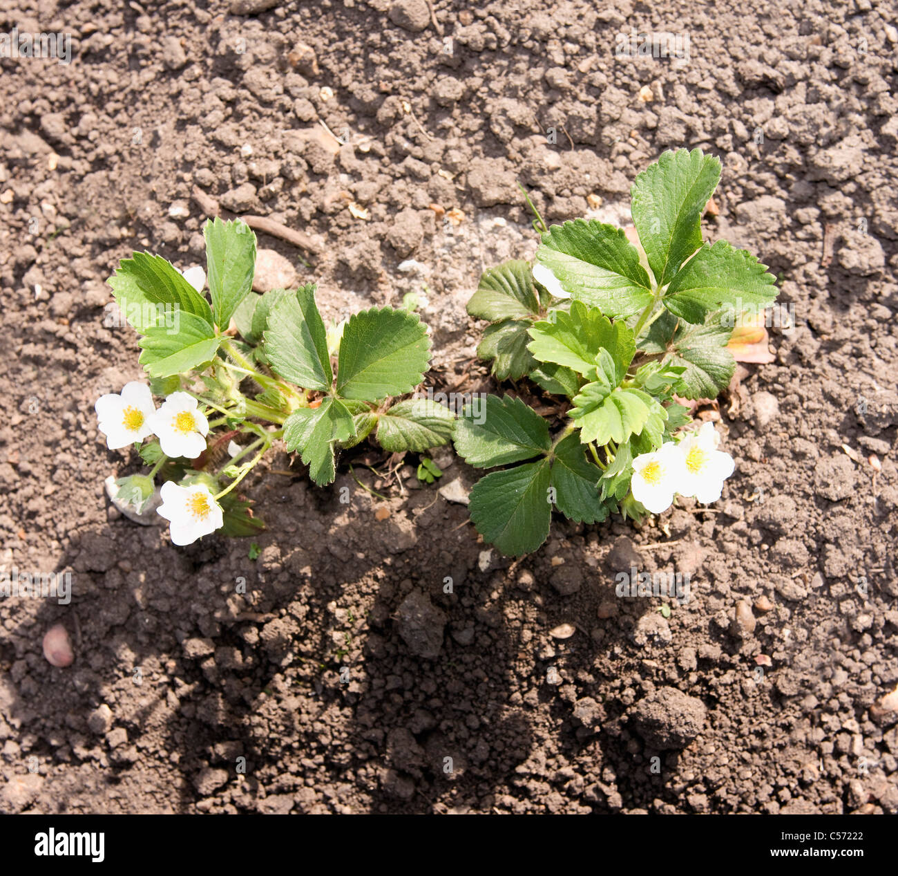 Flower plants growing in soil Stock Photo - Alamy