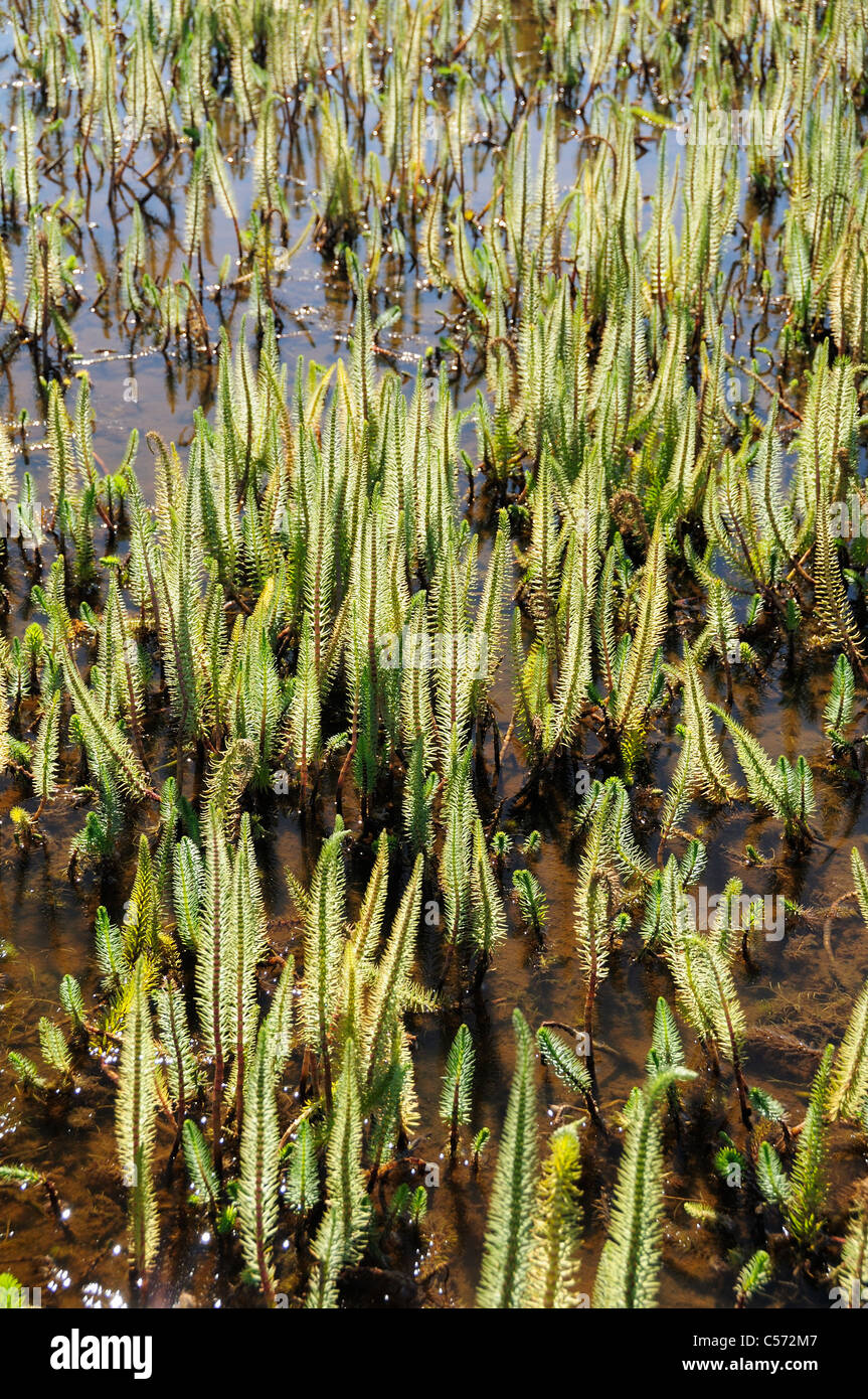 Common mare's tail (Hippuris vulgaris) growing in a shallow freshwater ...