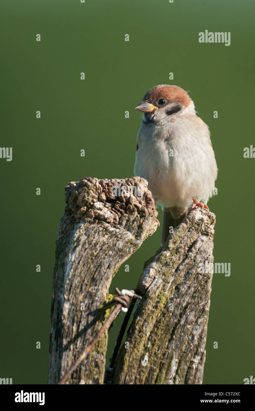 Tree Sparrow (Passer montanus) perched on old fence post Stock Photo ...