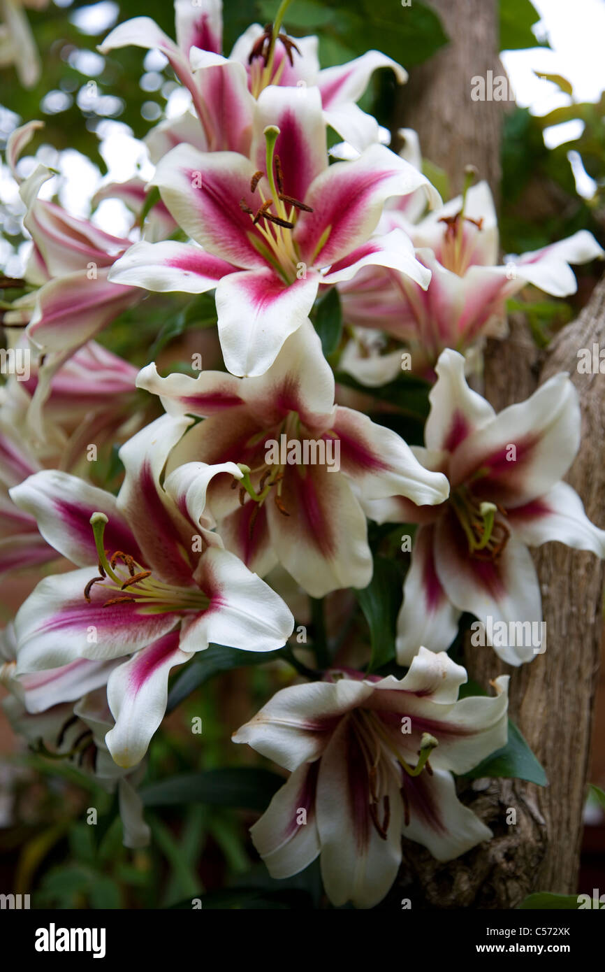 Bunch of lilies hi-res stock photography and images - Alamy