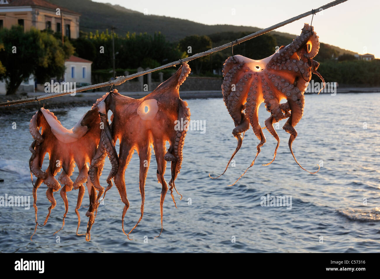 Three Common Octopus (Octopus vulgaris) hanging out to dry, backlit by ...