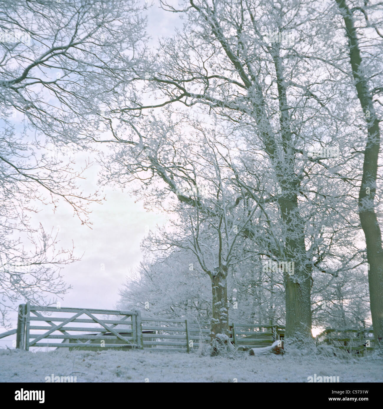 Snow-covered field and trees Stock Photo - Alamy