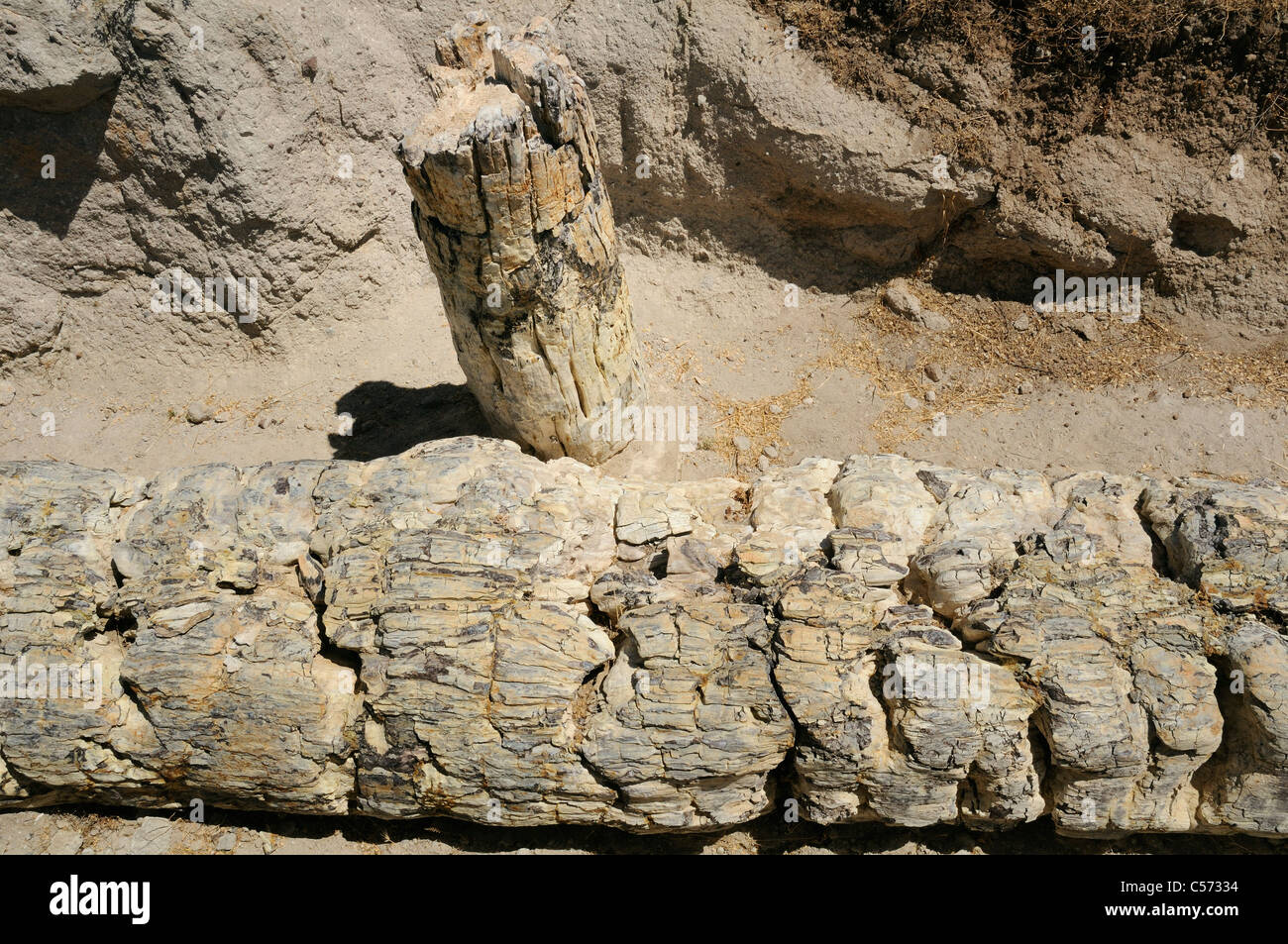 Petrified tree trunks from Miocene era showing charring from ancient ...
