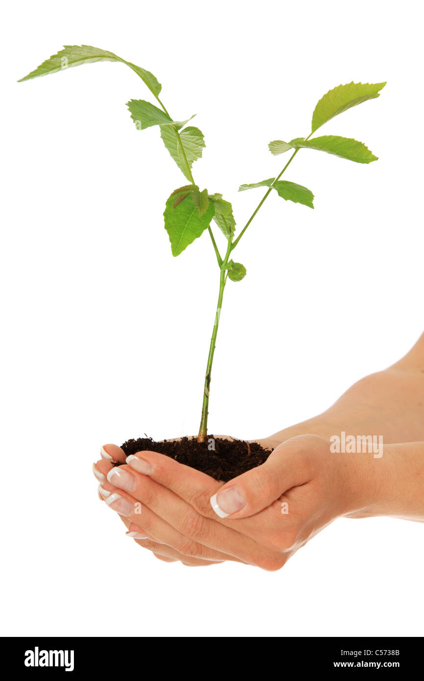 Young tree growing out of persons hands. All on white background Stock ...