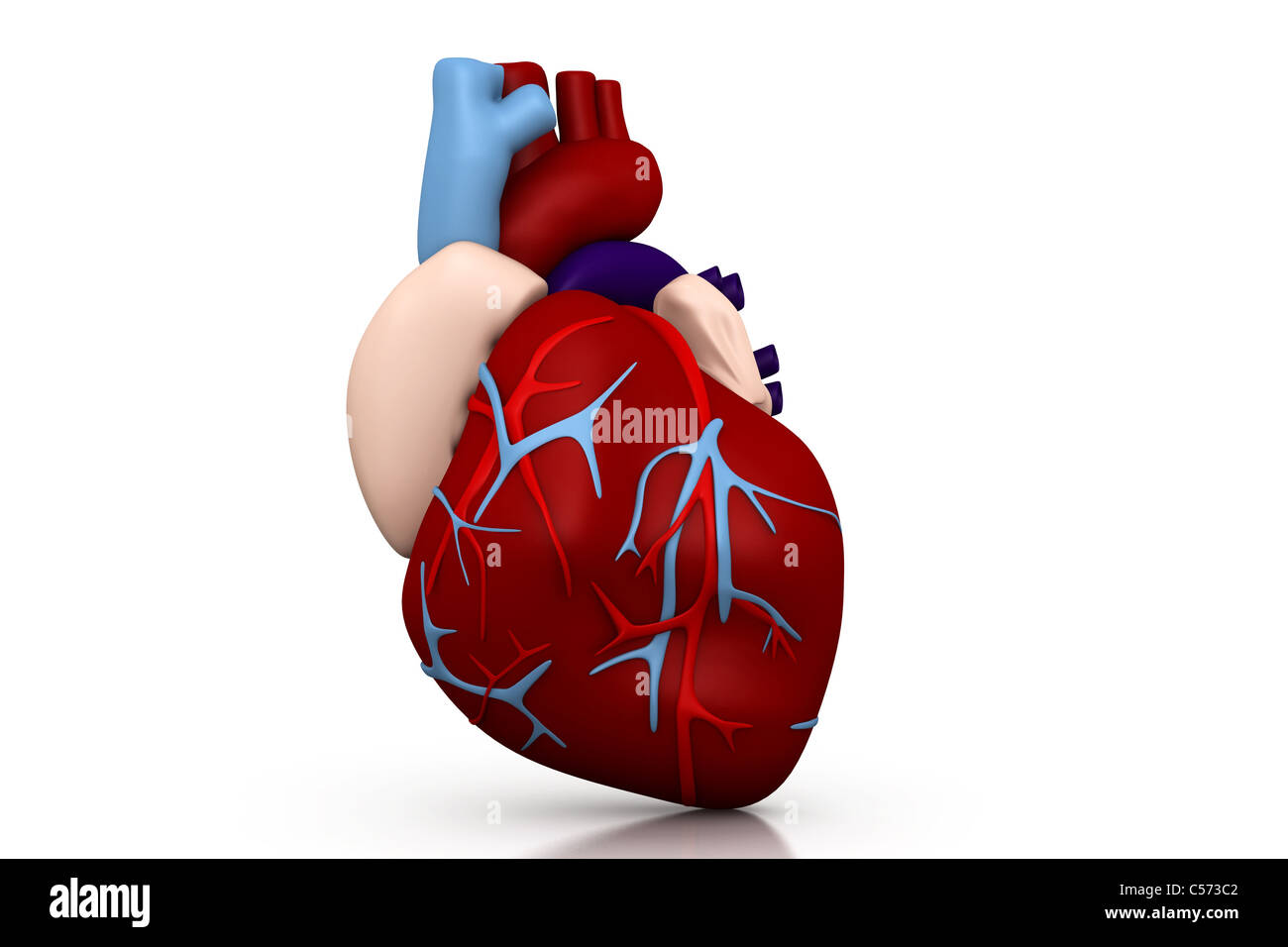 Heart muscle tissue hi-res stock photography and images - Alamy