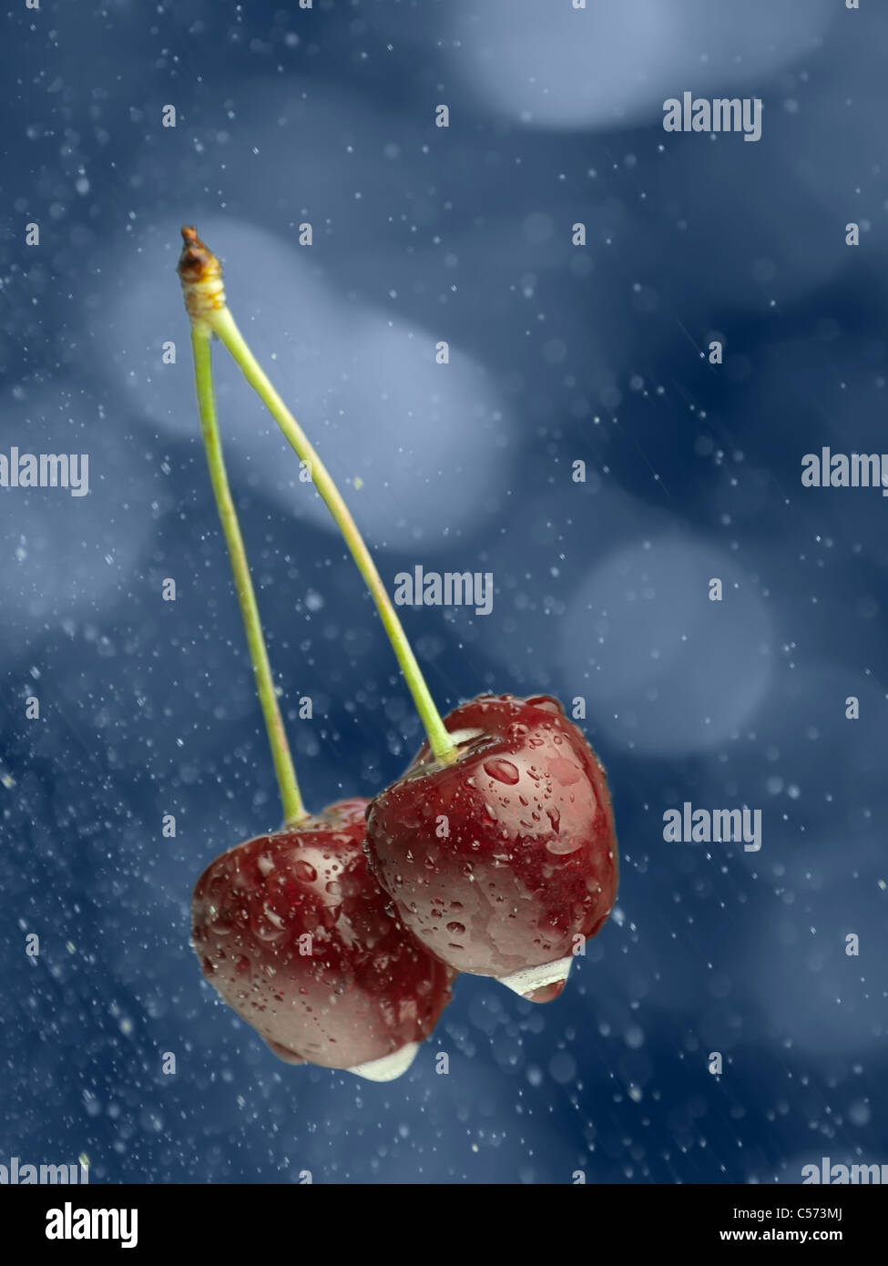 Cherries in the rain, for nutrition,healthy eating themes Stock Photo ...