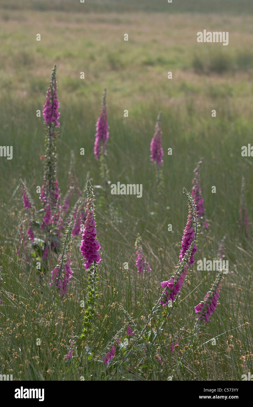 Foxgloves growing wild in a pasture in Northumberland Stock Photo - Alamy