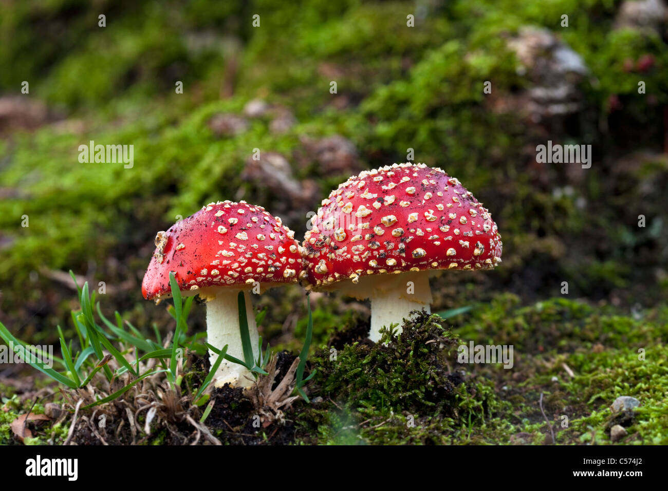 Fungus hi-res stock photography and images - Alamy