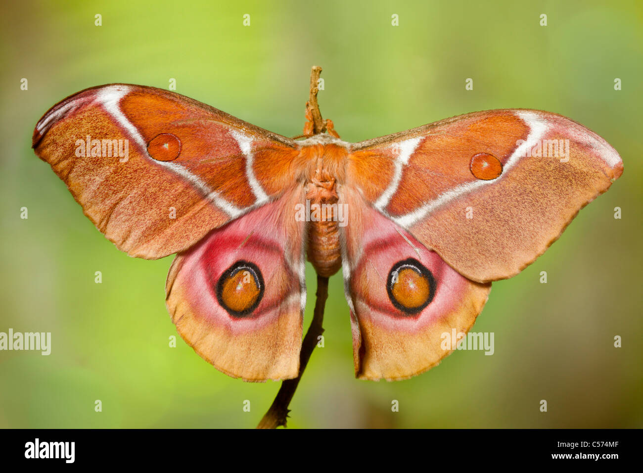 Suraka Silk Moth {Antherina suraka}. Maroantsetra, Northeast Madagascar ...