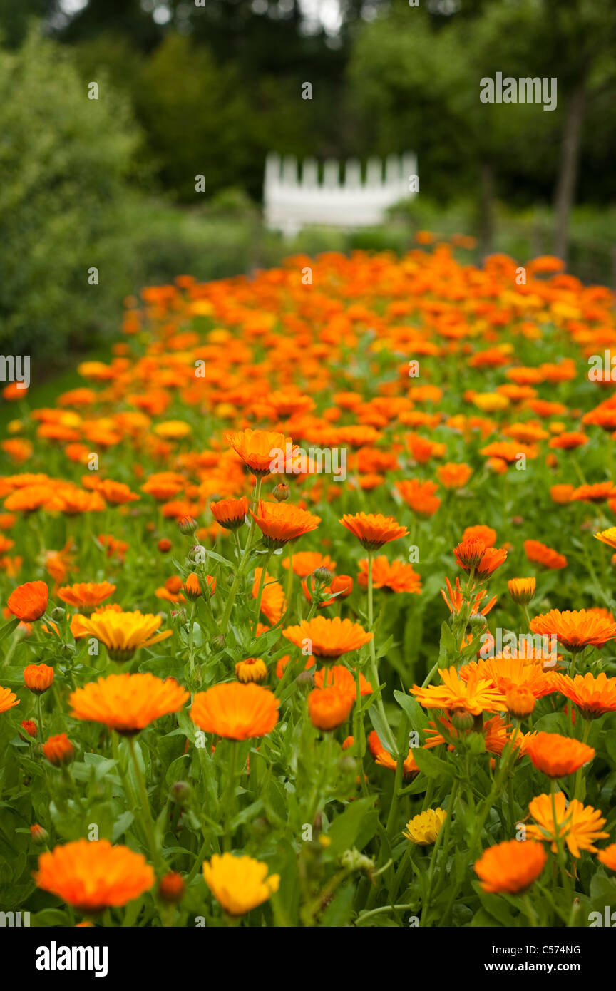 Pot marigolds hi-res stock photography and images - Alamy