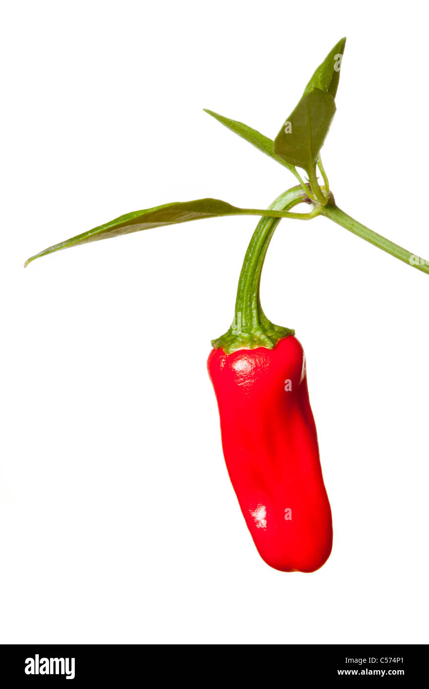 Indian capsicum annuum plant hi-res stock photography and images - Alamy