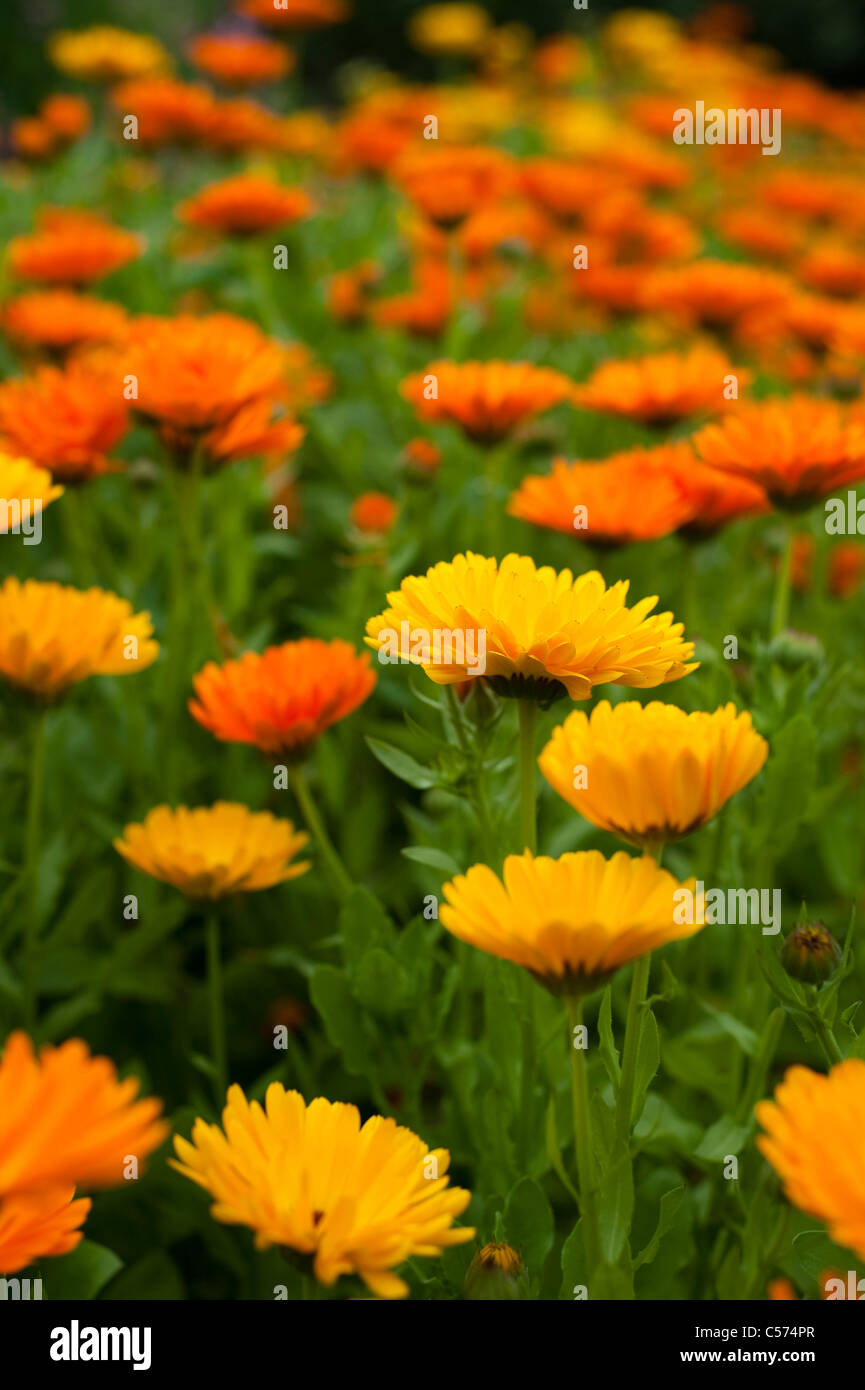 Calendula officinalis, Pot Marigolds, in flower Stock Photo - Alamy