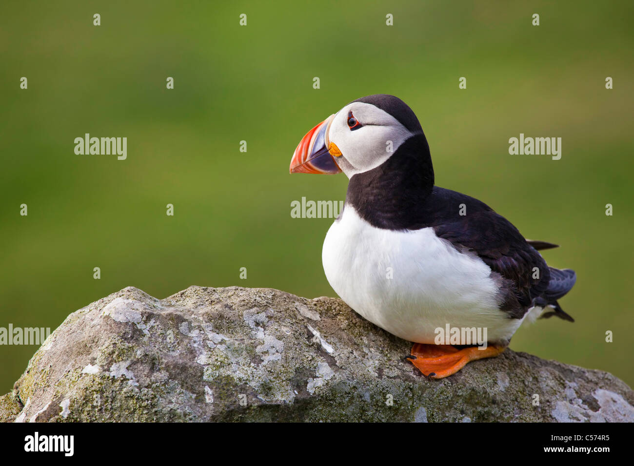 Puffin lunga hi-res stock photography and images - Alamy