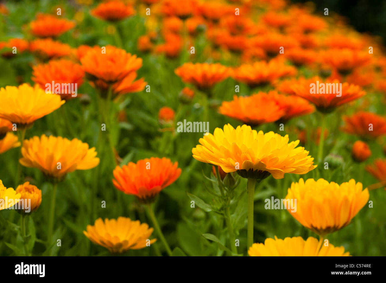 Calendula officinalis, Pot Marigolds, in flower Stock Photo - Alamy