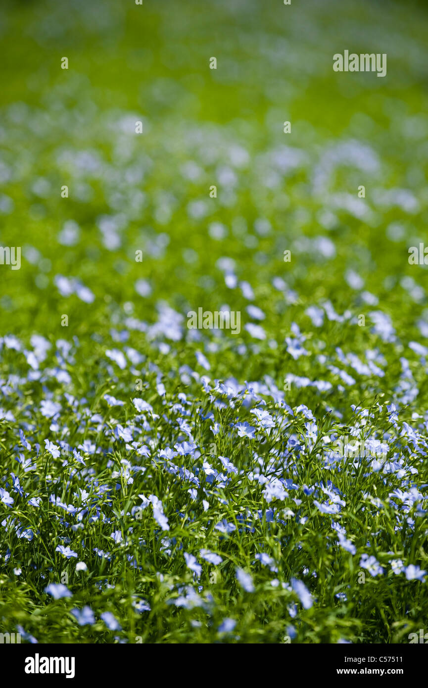 Field of Linseed or Common Flax, Linum usitatissimum in flower in The ...