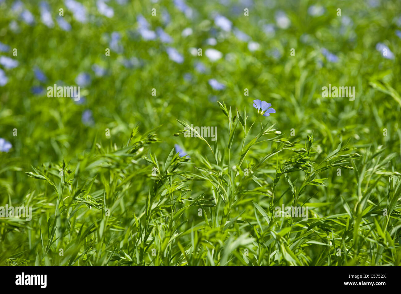 Field of Linseed or Common Flax, Linum usitatissimum in flower in The ...