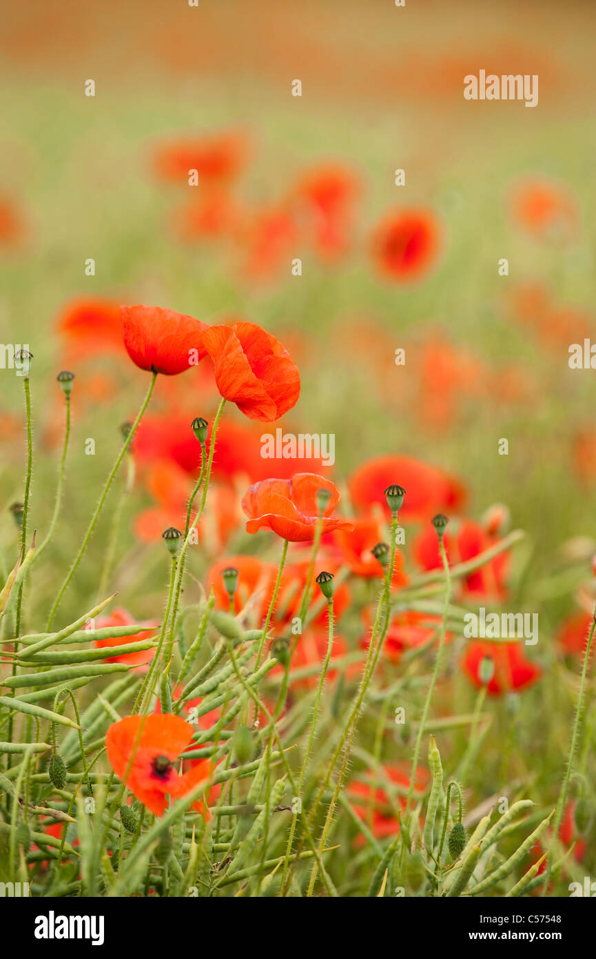 Poppy field in cotswolds england hi-res stock photography and images ...