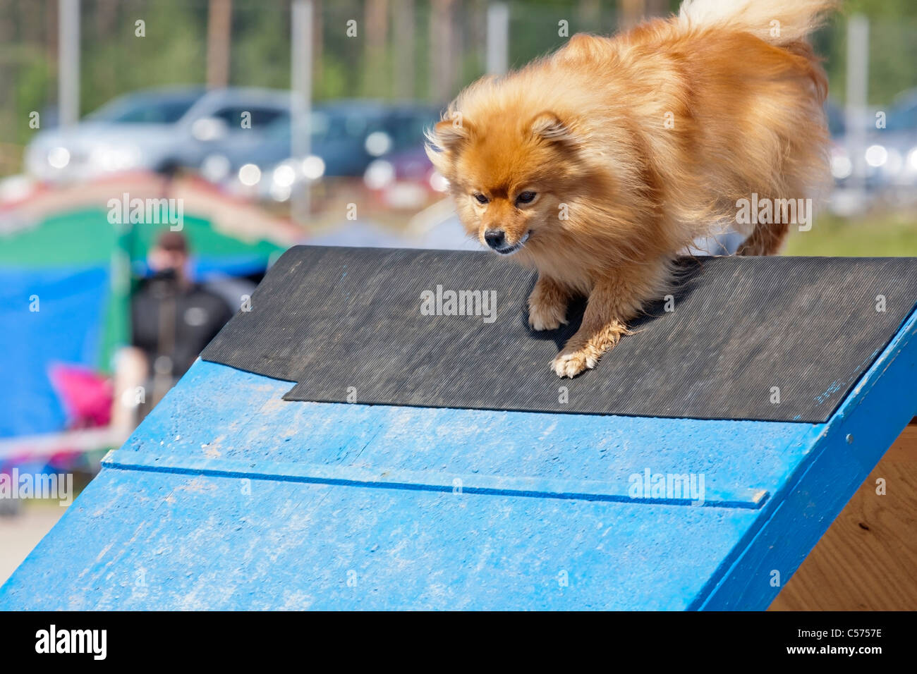 dog agility competition Stock Photo - Alamy