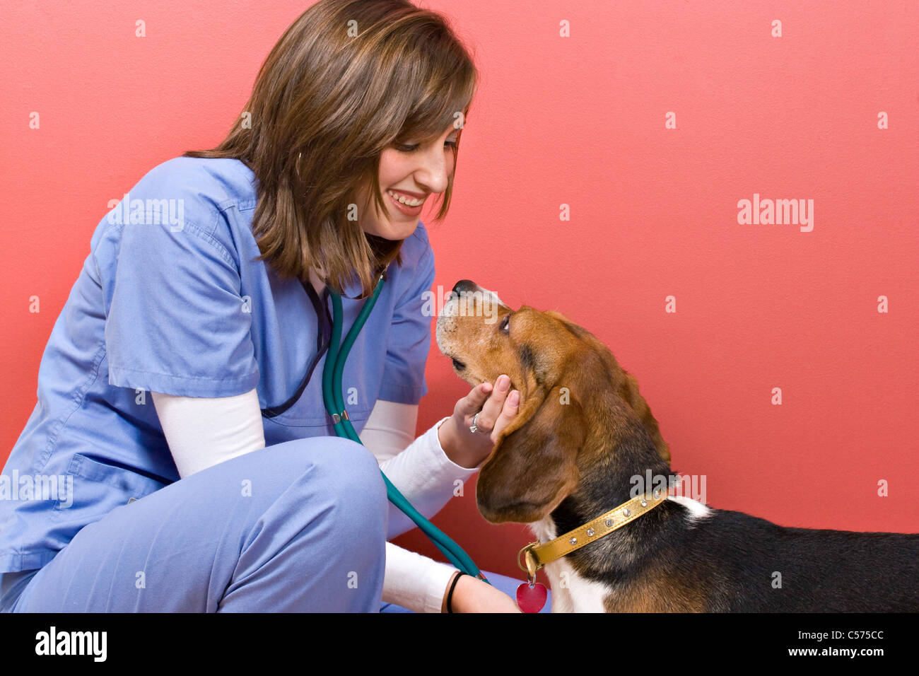 A veterinarian checking out a beagle dog Stock Photo - Alamy