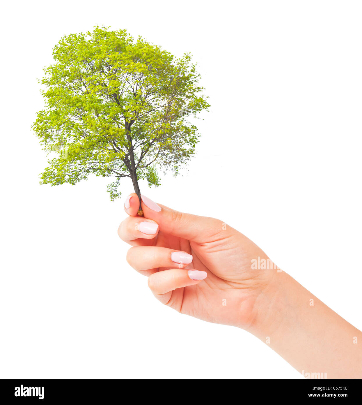 Green tree in the hand on white background Stock Photo - Alamy