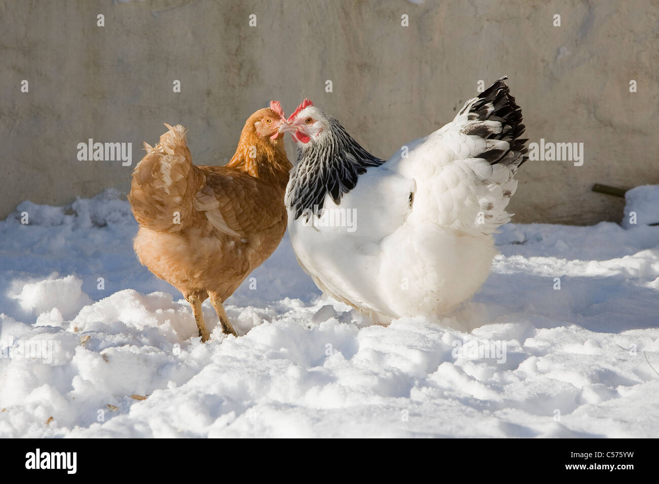 Two brown hens in hi-res stock photography and images - Alamy